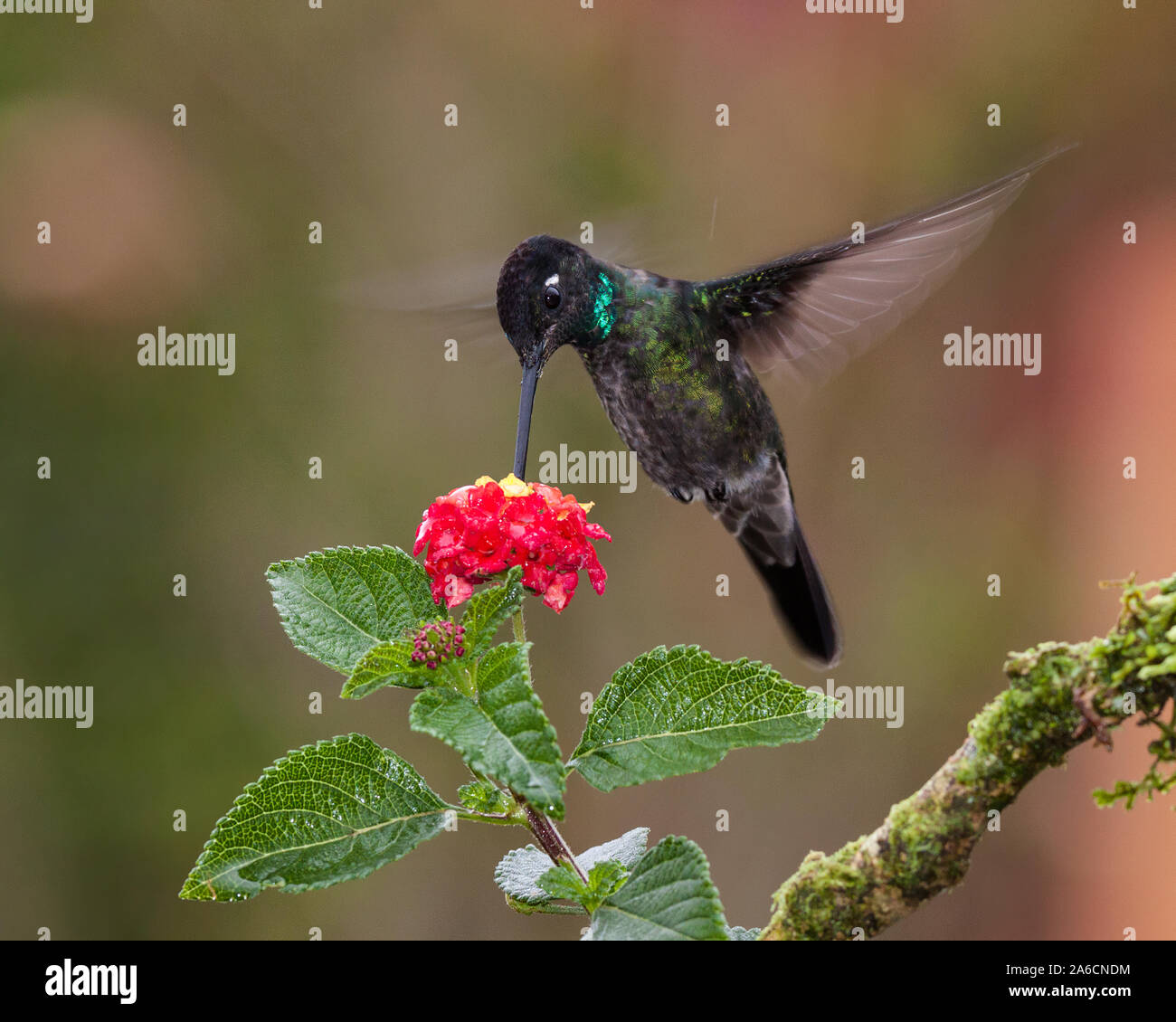 A male Magnificent Hummingbird - Eugenes fulgens, feeds on a tropical ...