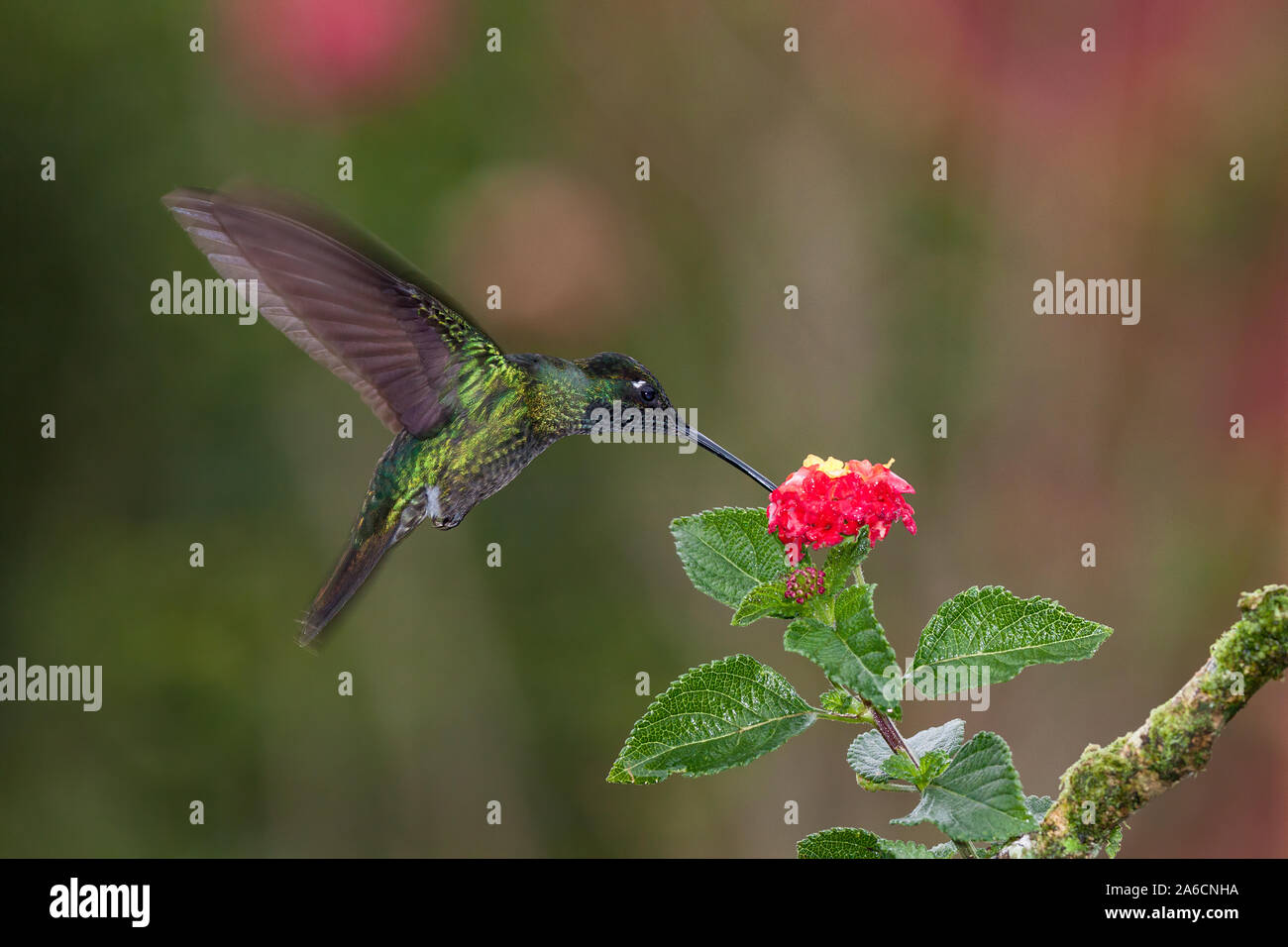 A male Magnificent Hummingbird - Eugenes fulgens, feeds on a tropical ...