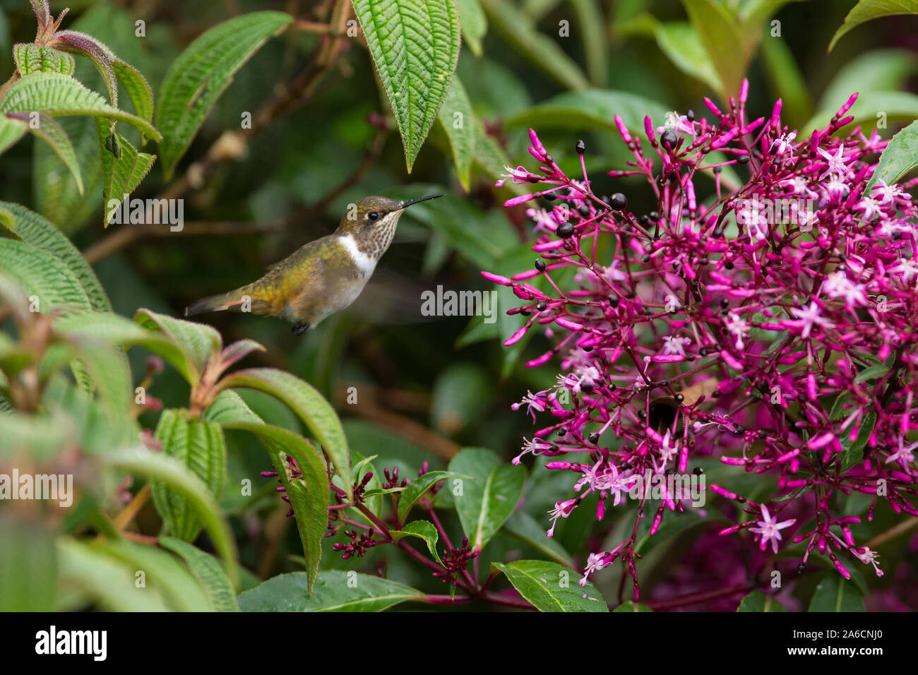 A female Scintillant Hummingbird, Selasphorus scintilla, feeds on the ...