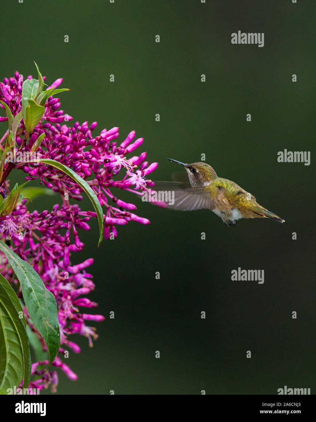 A female Scintillant Hummingbird, Selasphorus scintilla, feeds on the ...