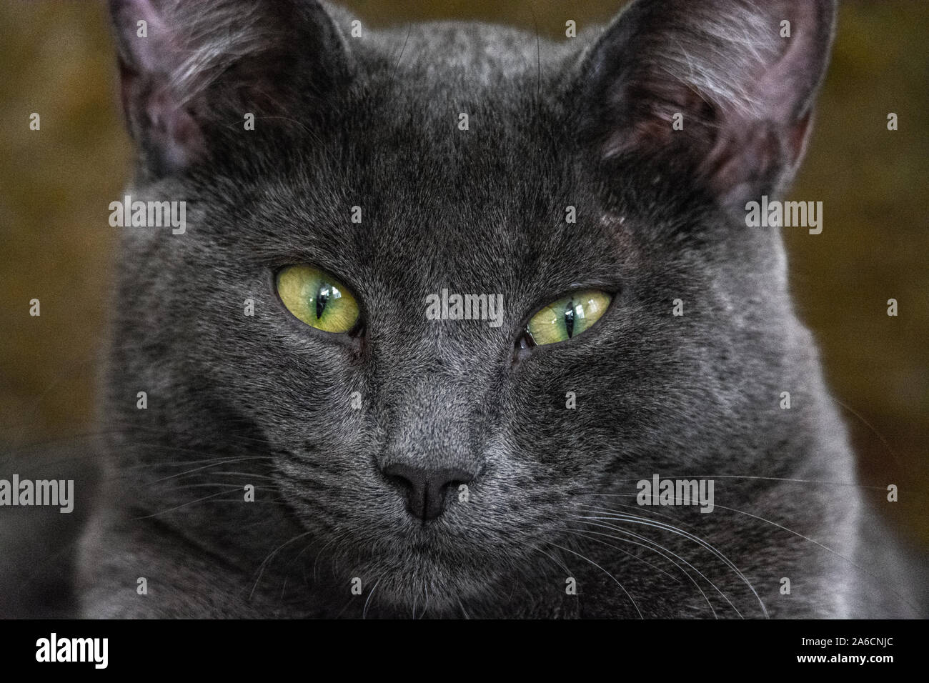 Hairy cats hi-res stock photography and images - Alamy