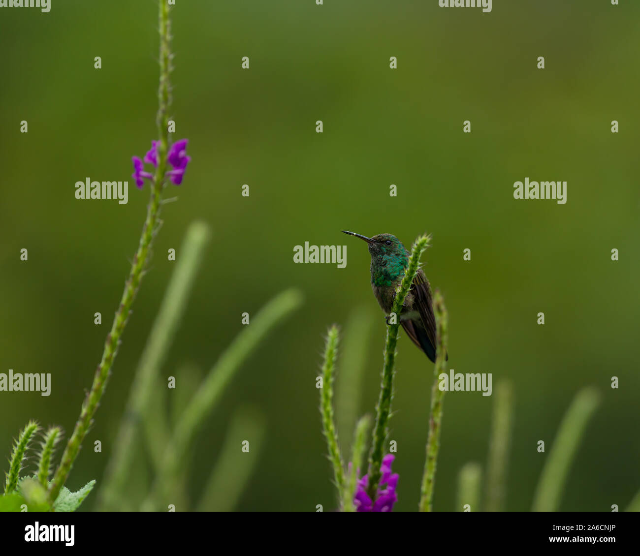 A male Steely-vented Hummingbird, Amazilia saucerrottei, perches on the ...