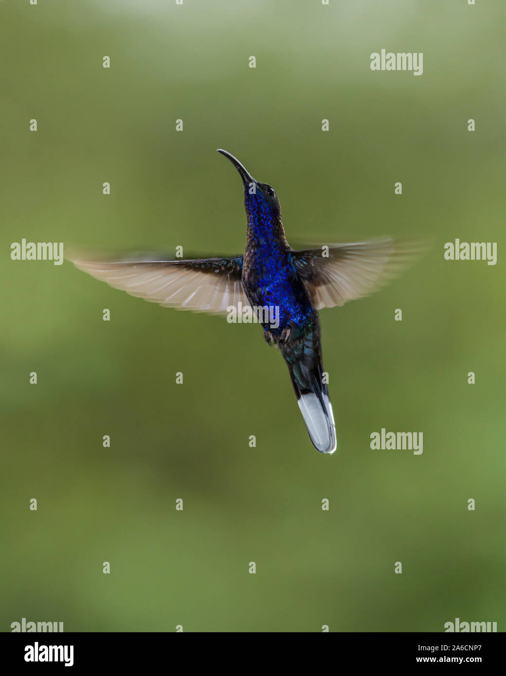 A male Violet Sabrewing Hummingbird, Campylopterus hemileucurus ...