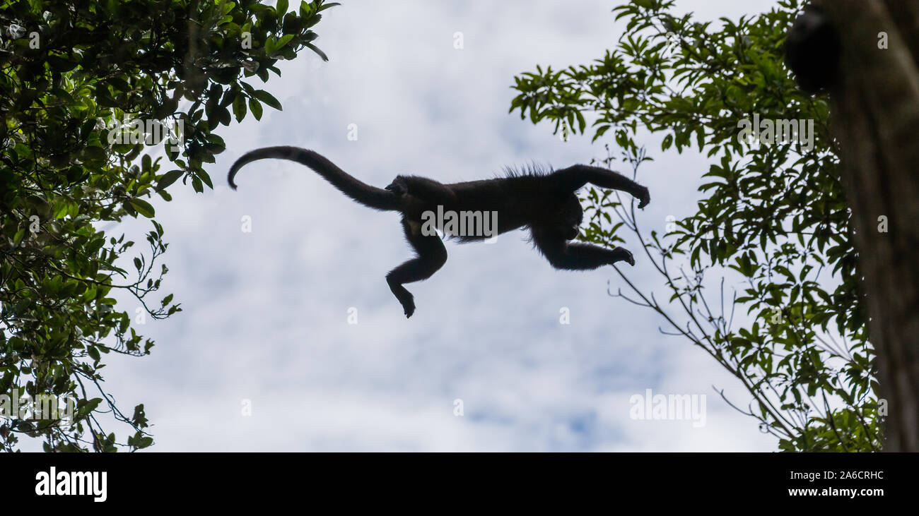 Howler monkeys guatemala hi-res stock photography and images - Alamy