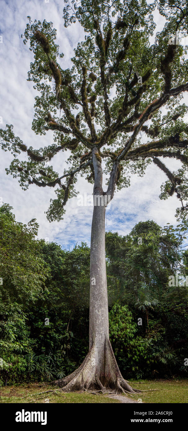 A ceiba tree, Ceiba pentandra, in Tikal National Park, Guatemala, a ...