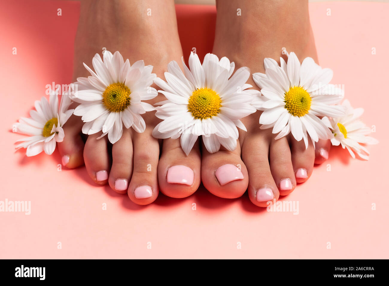 Foots of a girl in the flower buds of daisies, pink pedicure on a pink ...