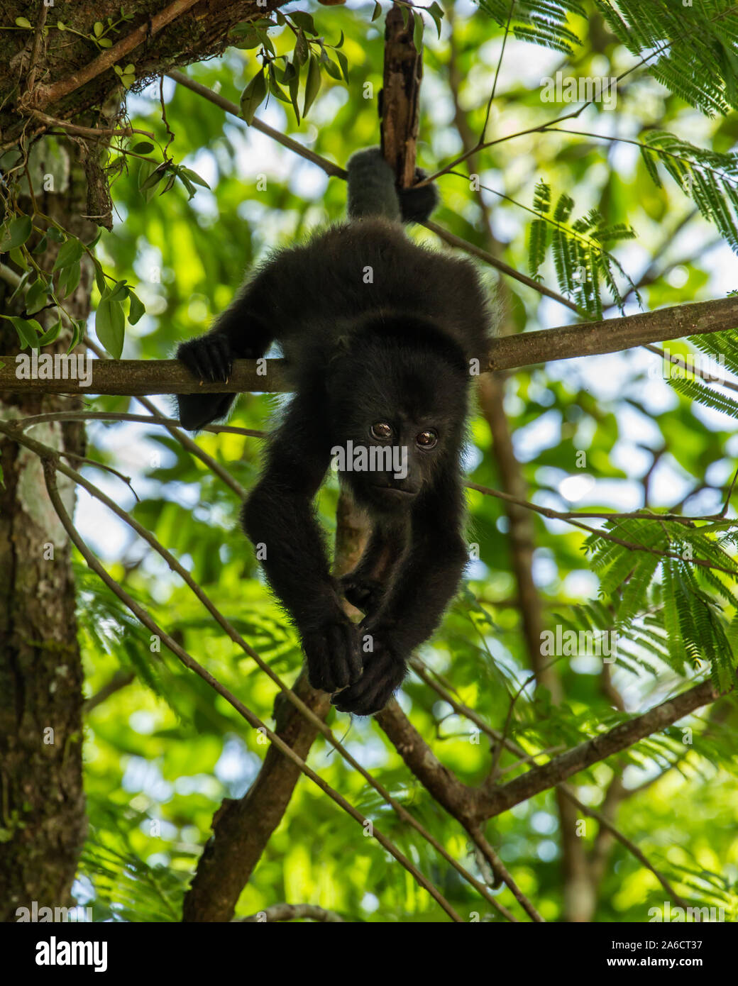 Tikal en guatemala hi-res stock photography and images - Alamy