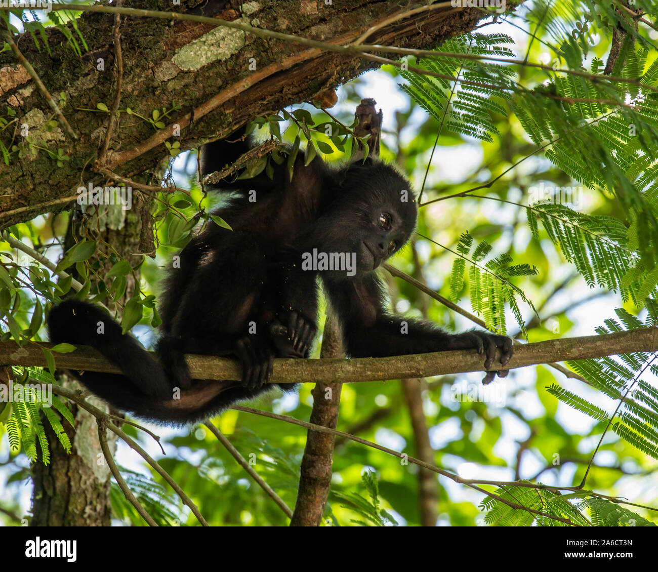 Lowland rainforest rainforest forest tikal guatemala hi-res stock ...
