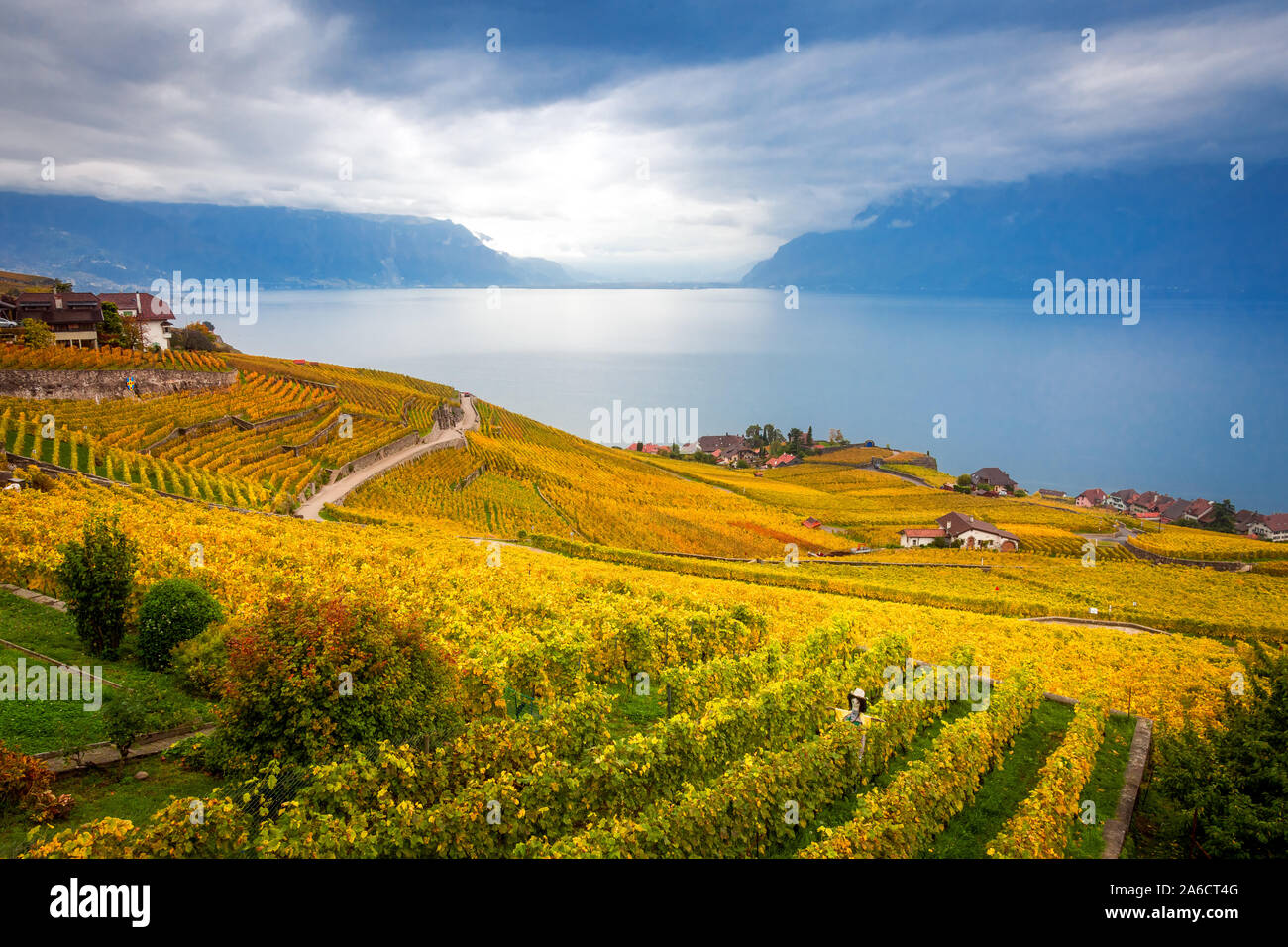 Beautiful autumn landscape of Lake Geneva, Lavaux vineyard terraces and ...