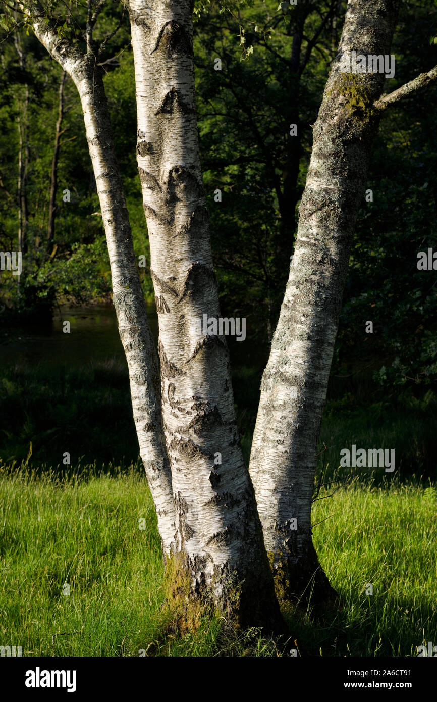 Three white trunks birch tree in evening sunlight at River Rothay Rydal ...