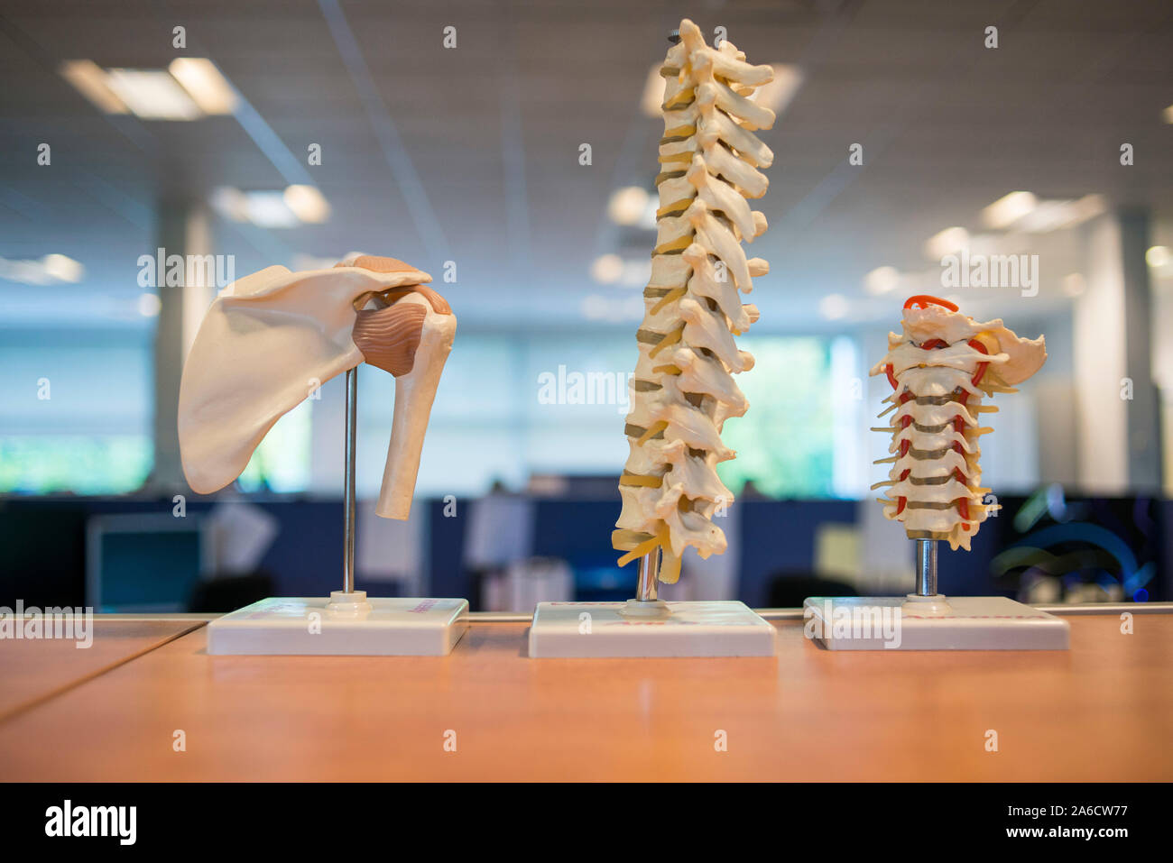 Examples of bones in the human body which can be injured and used for ...