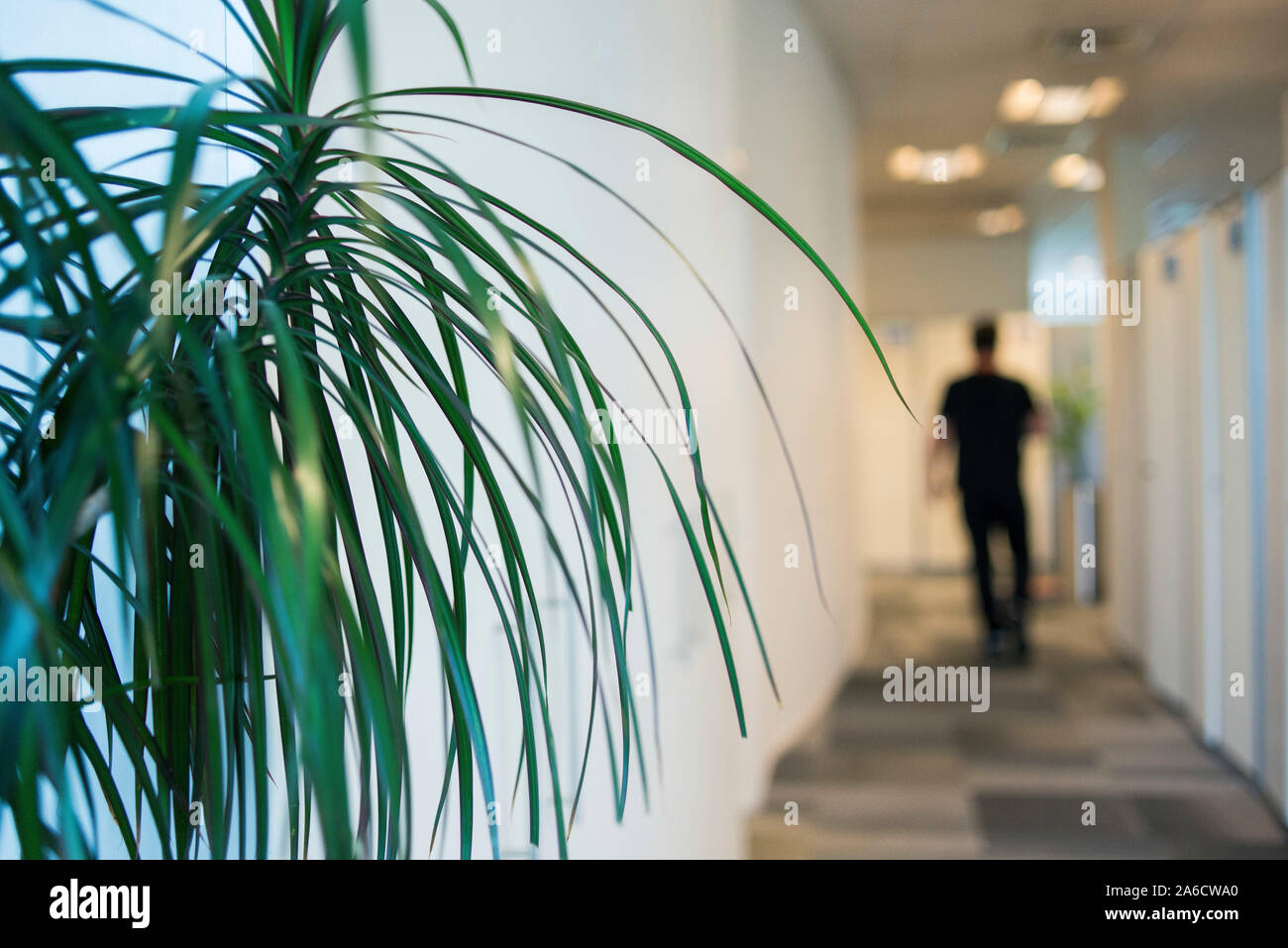 A member of staff walks down an open plan office corridor in a modern ...