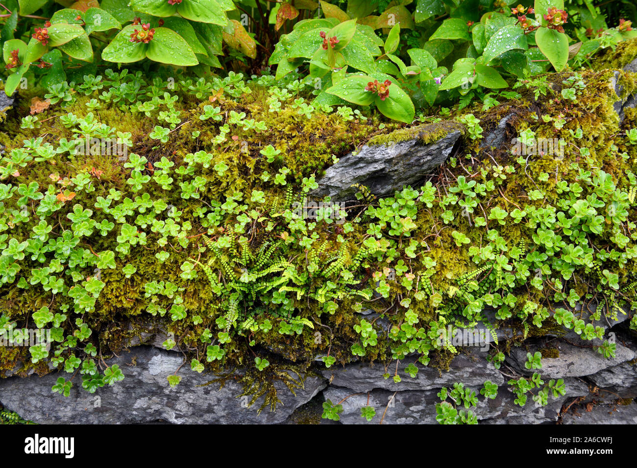 Great moss lake district hi-res stock photography and images - Alamy