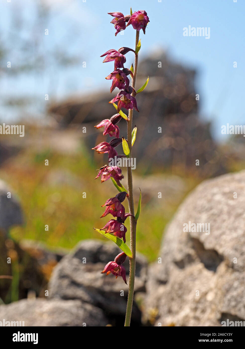 Dark Red Helleborine (Epipactis atrorubens) Ingleborough National ...