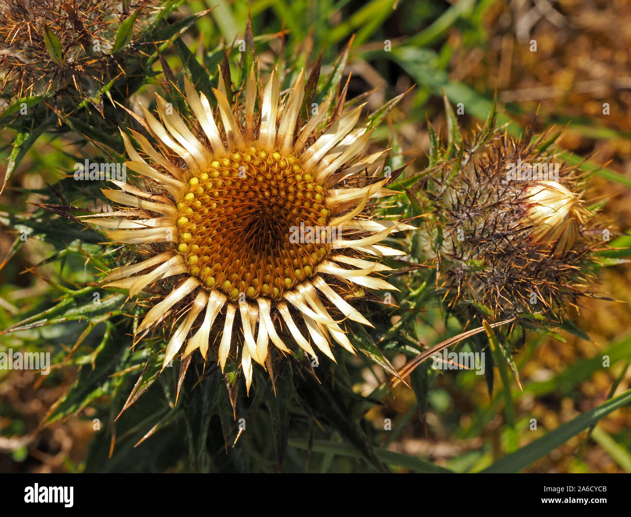 Phyllary hi-res stock photography and images - Alamy