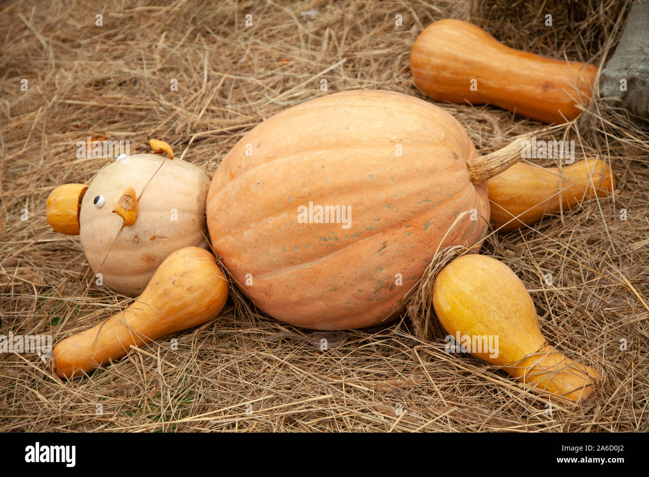 pumpkins in honor of the celebration of autumn and Halloween. festival ...