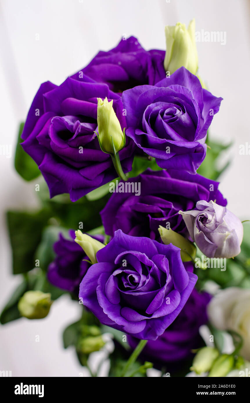 Bouquet of purple eustoma flowers on white background. Vertical ...