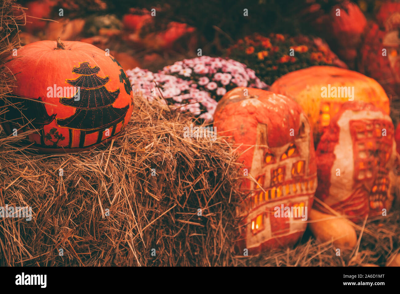 pumpkins in honor of the celebration of autumn and Halloween. festival ...