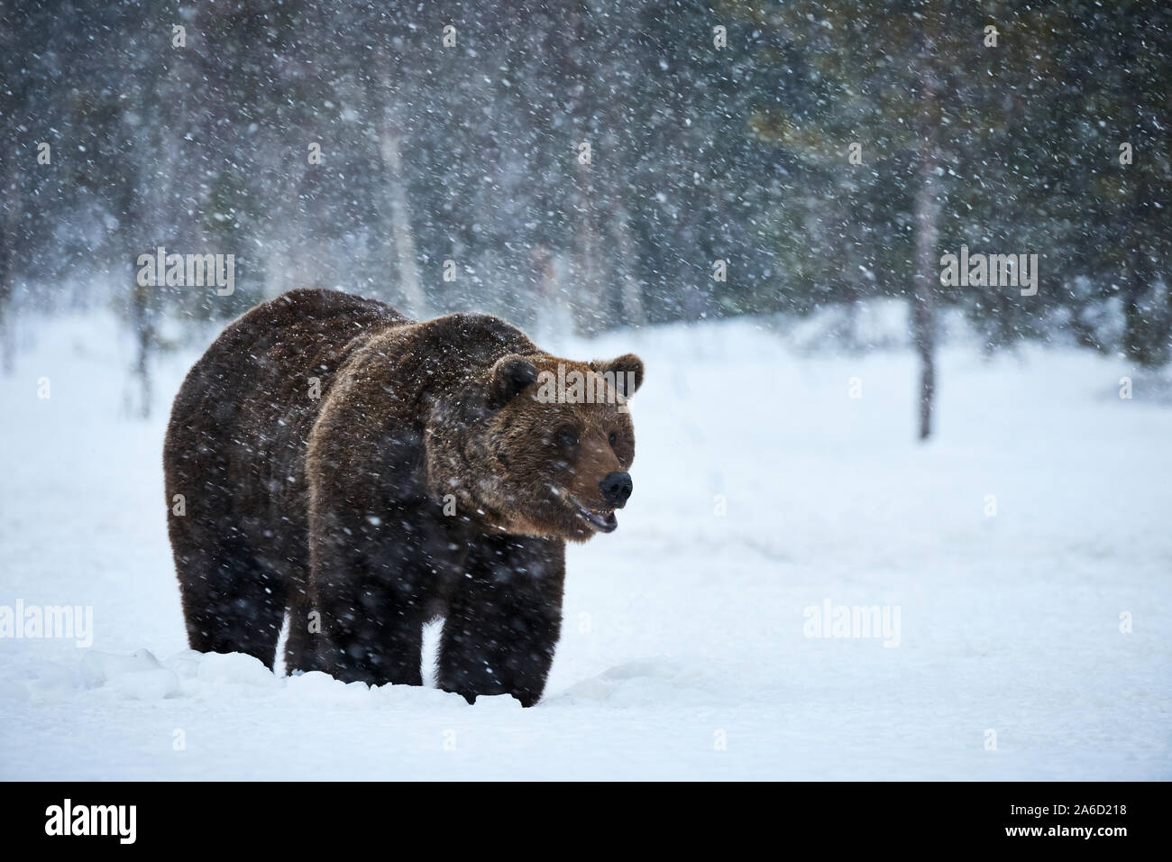 beautiful brown bear walking in the snow in Finland while descending a ...