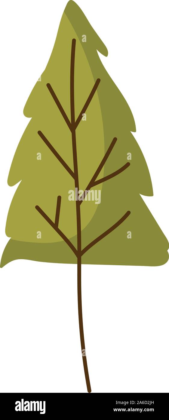 pine tree foliage autumn on white background vector illustration Stock ...
