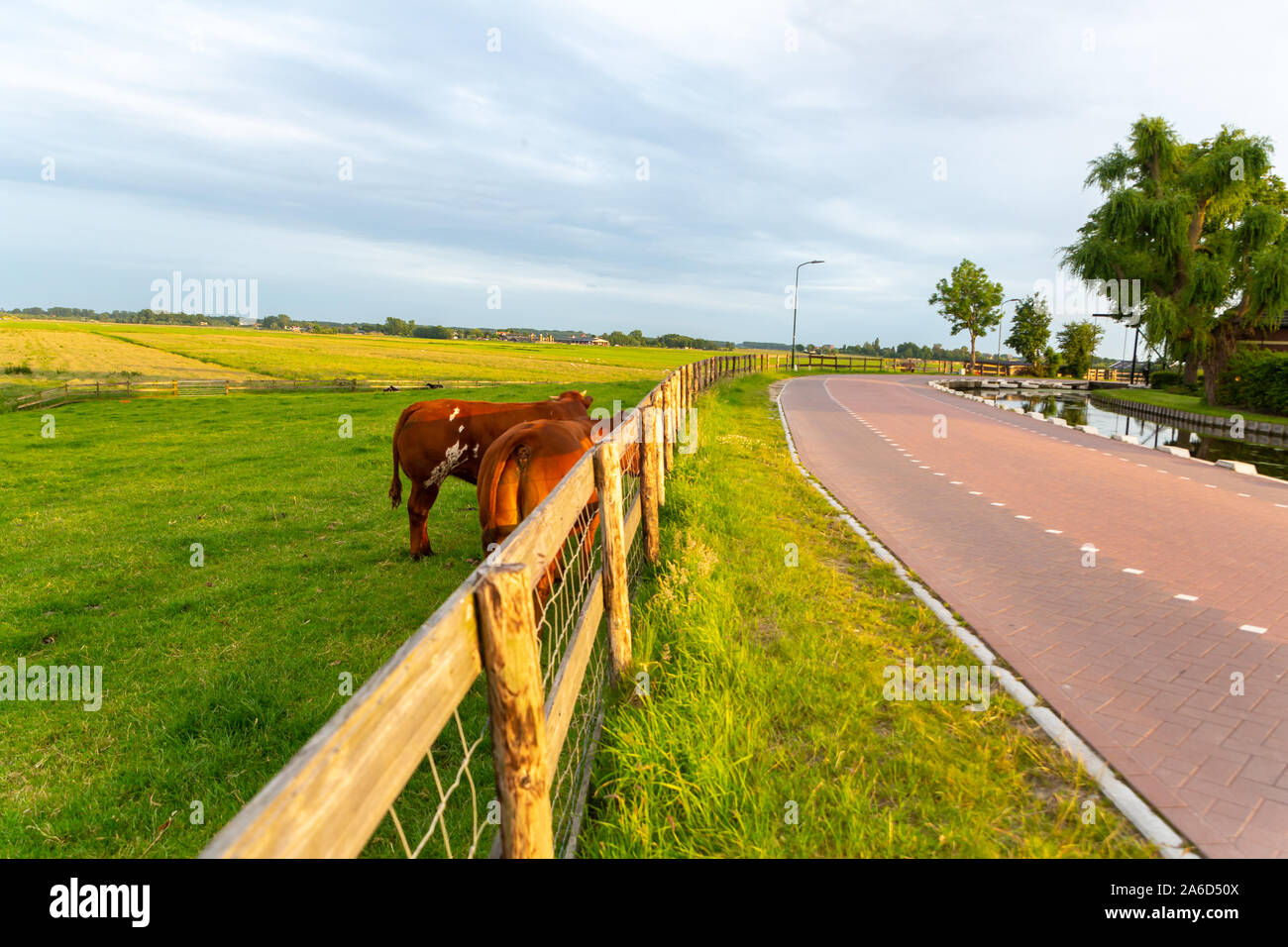 ranch along the way with two cattle cow grazing Stock Photo - Alamy