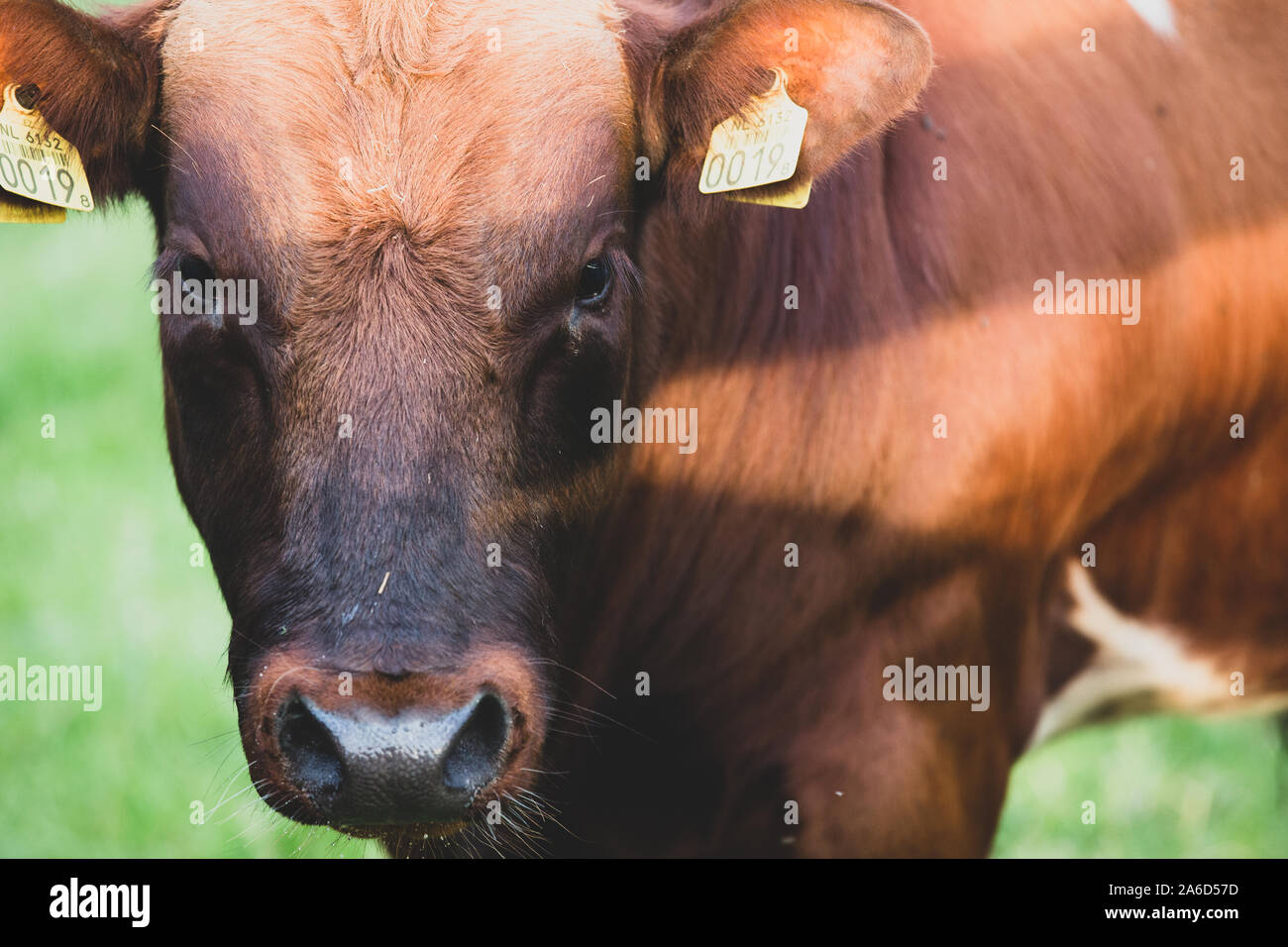 Brown beef master bull cattle head on image from the Netherlands Stock ...