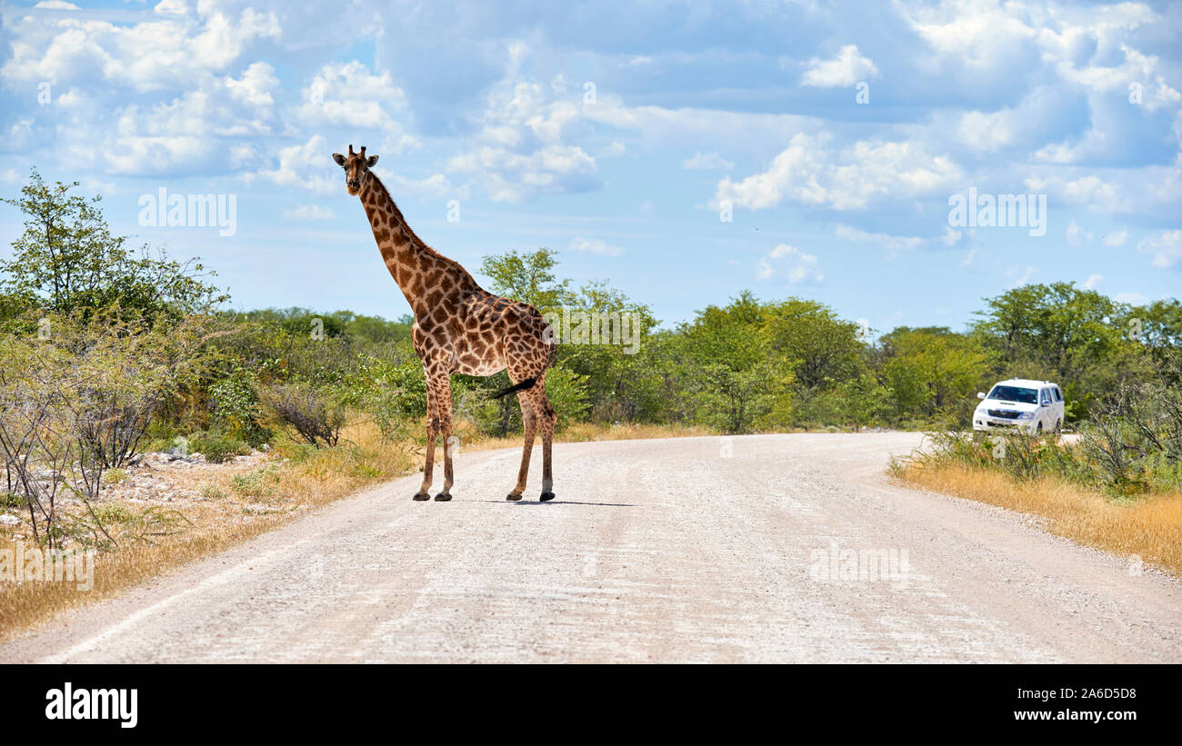 Giraffe crossing hi-res stock photography and images - Alamy