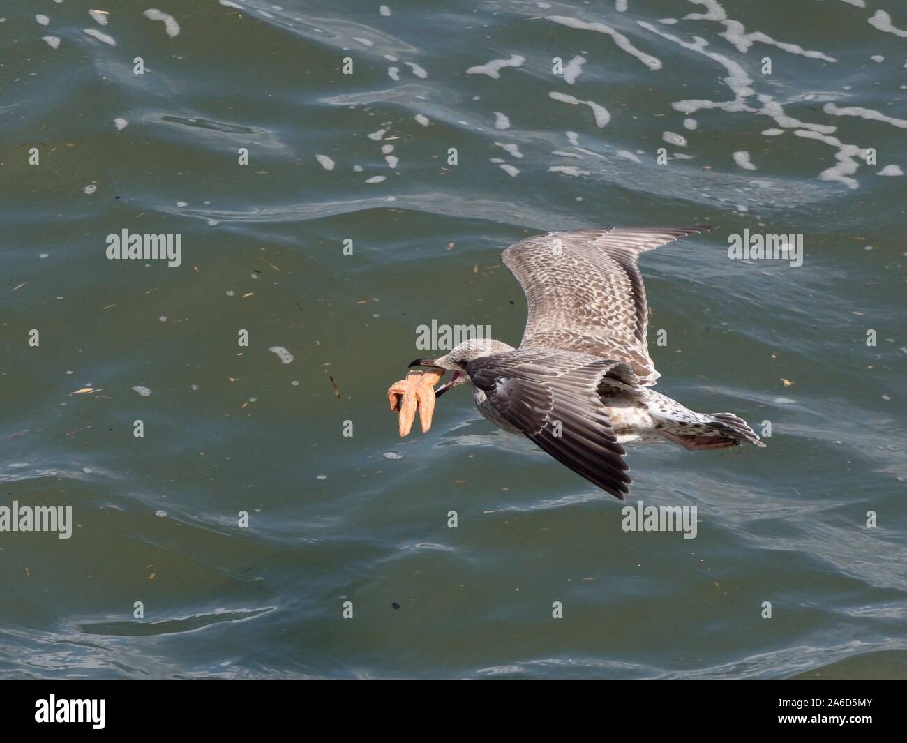 Starfish hunting hi-res stock photography and images - Alamy