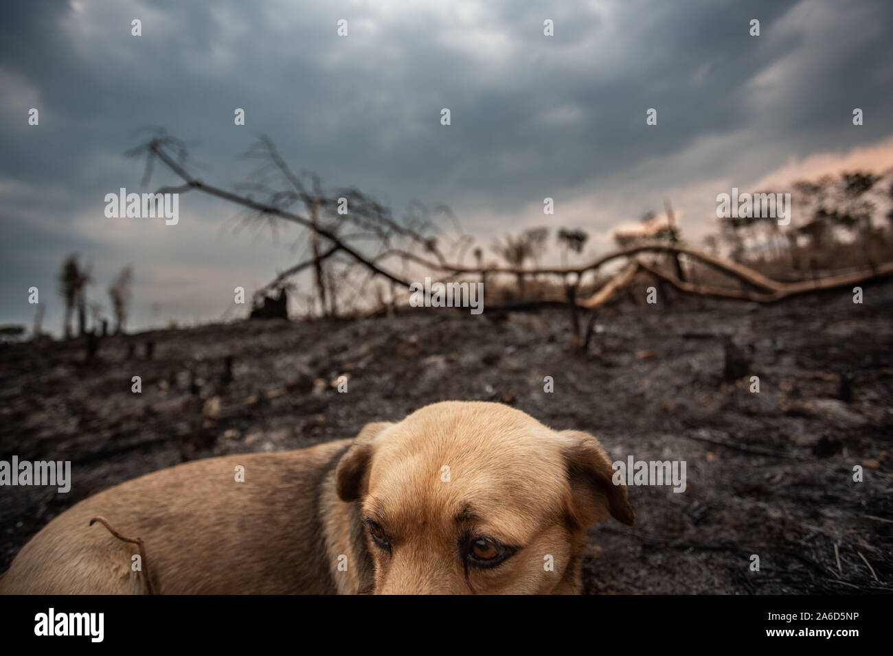 Destroyed land hi-res stock photography and images - Alamy
