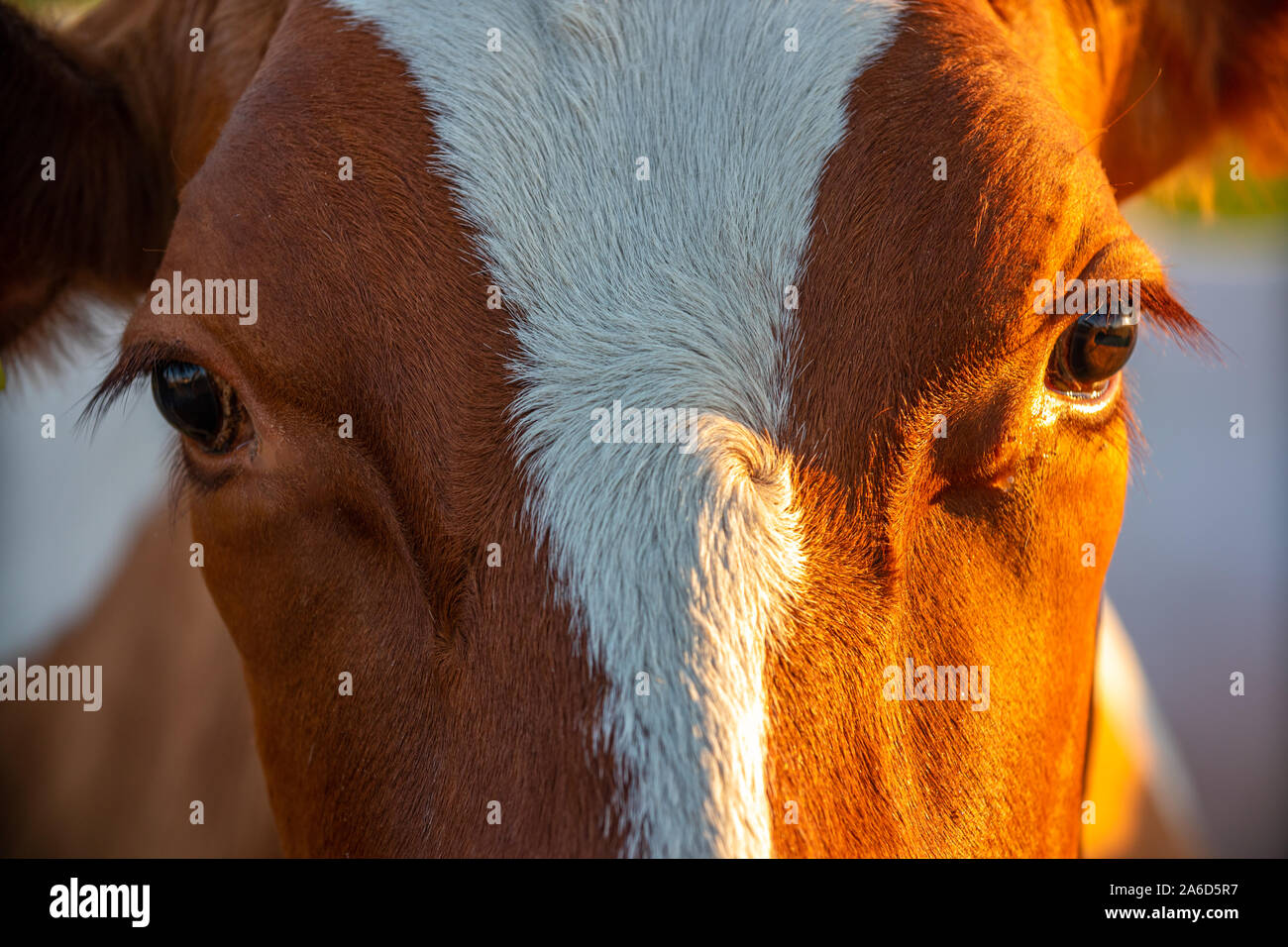 heasdshot forehead close up image of a cow cattle ranch Stock Photo - Alamy