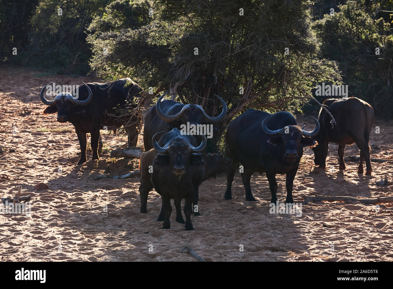 Group of African buffalo (Syncerus caffer), photographed in backlight ...