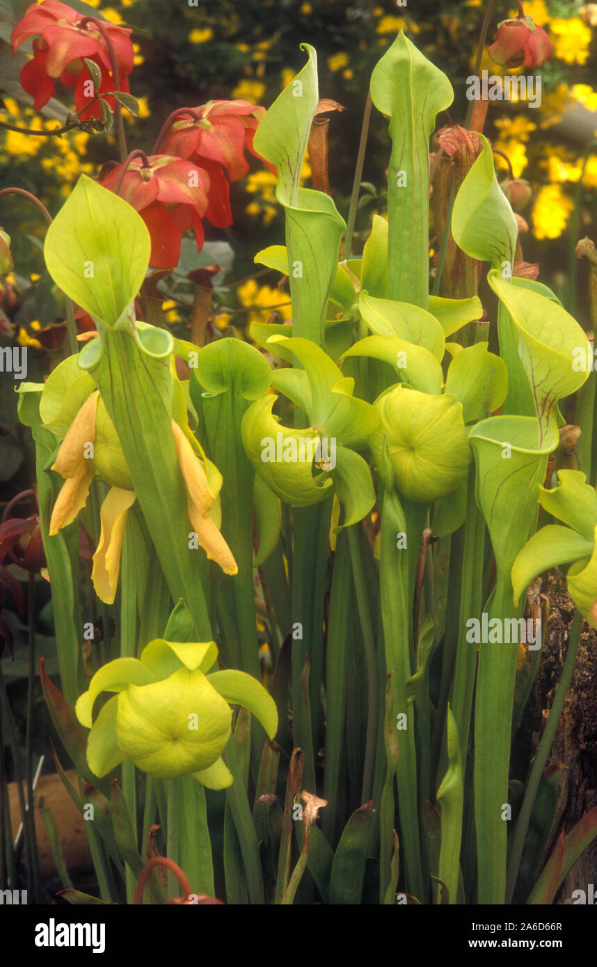 Sarracenia flava hi-res stock photography and images - Alamy