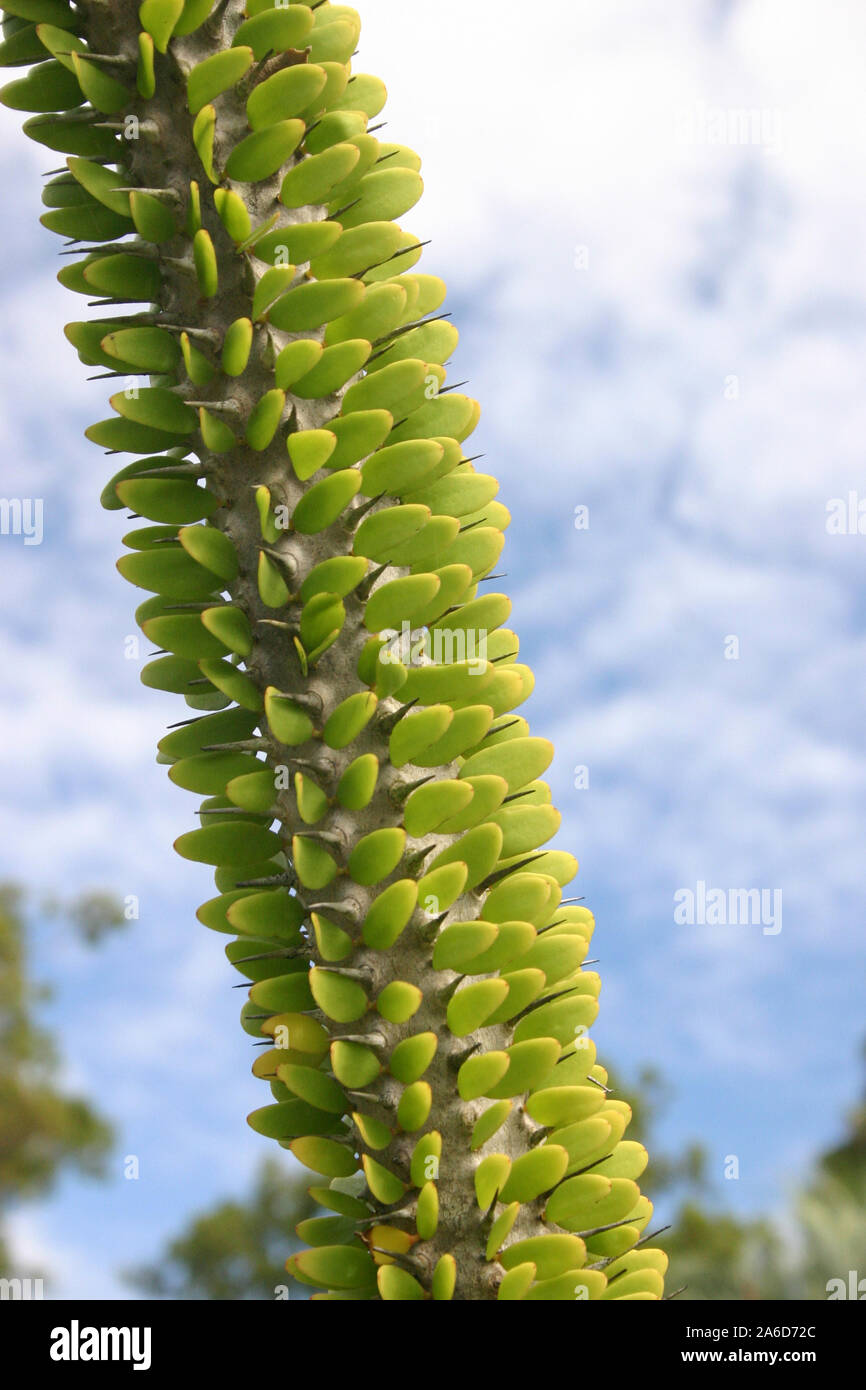 Alluaudia procera, or Madagascar ocotillo, is a deciduous succulent ...