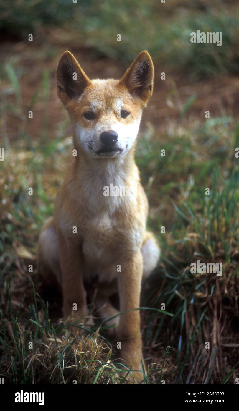 DINGO PUP, CANIS FAMILIARIS, WILDLIFE PARK, VICTORIA, AUSTRALIA Stock ...