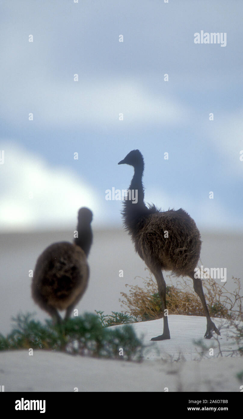 EMUS (DROMAIUS NOVAEHOLLANDIAE) CROSSING THE SAND DUNES IN EUCLA ...