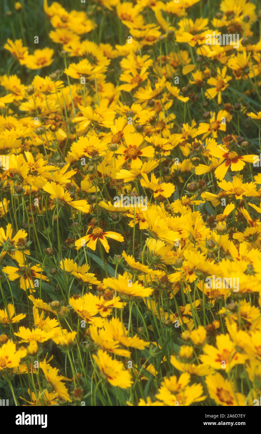 MASS OF COREOPSIS FLOWERS ALSO KNOWN AS TICKSEED OR CALLIOPSIS FLOWERS ...