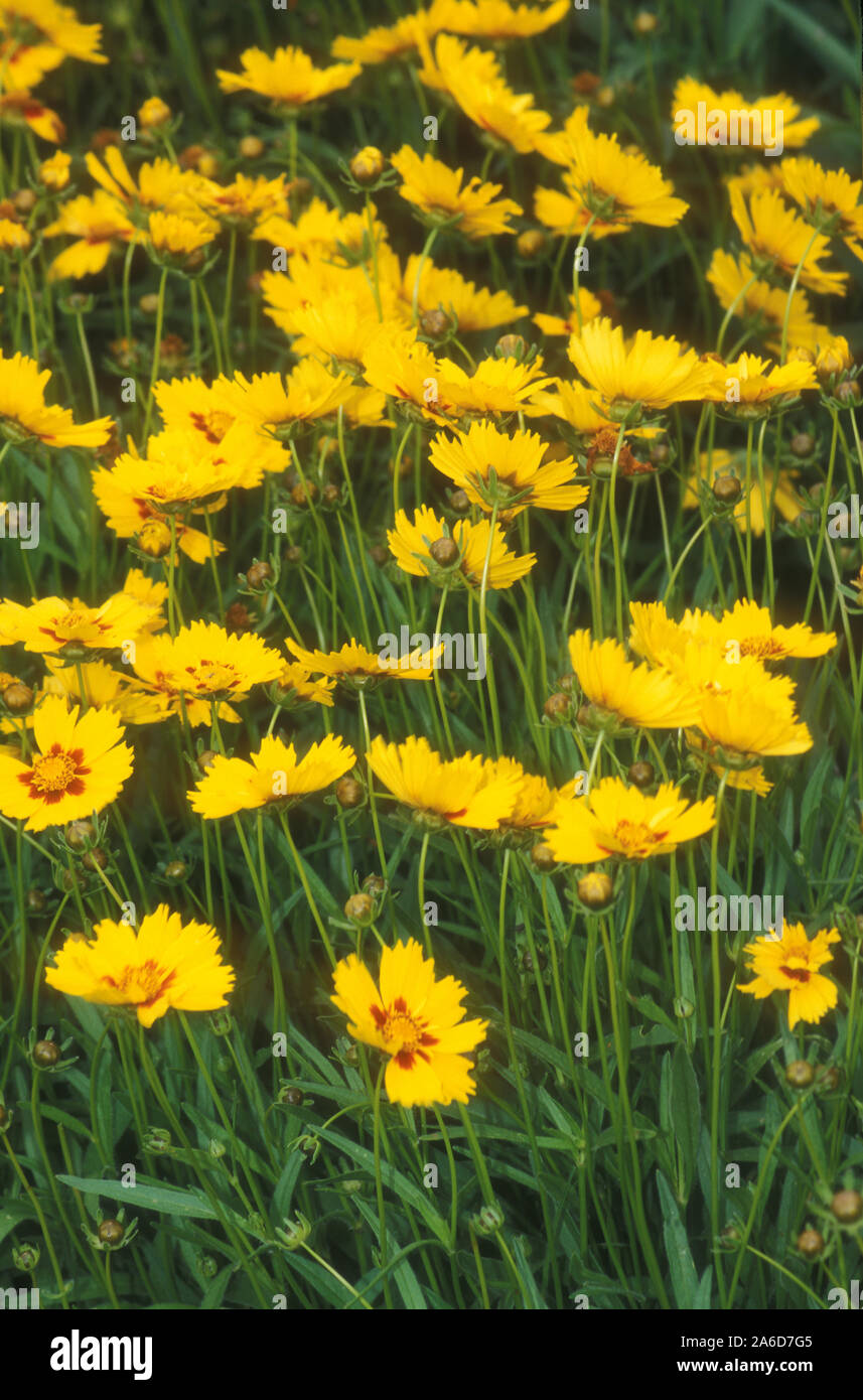Calliopsis wildflowers hi-res stock photography and images - Alamy