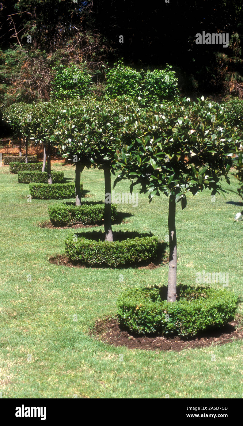 Ficus Infectoria Hedge