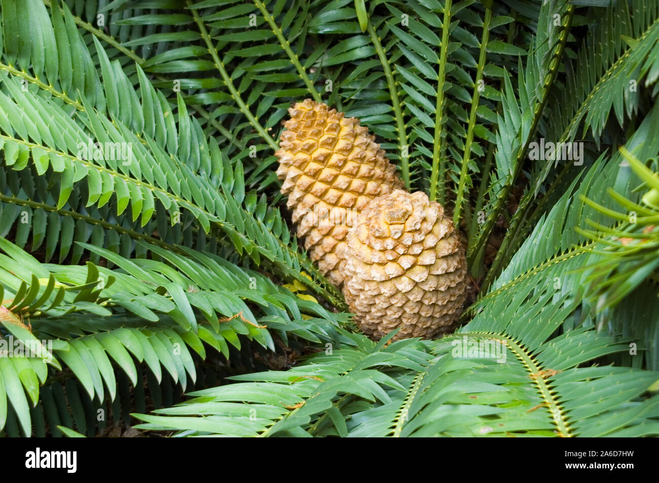 The Zamiaceae are a family of cycads that are superficially palm or ...