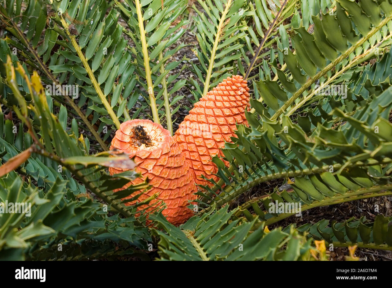 The Zamiaceae are a family of cycads that are superficially palm or ...