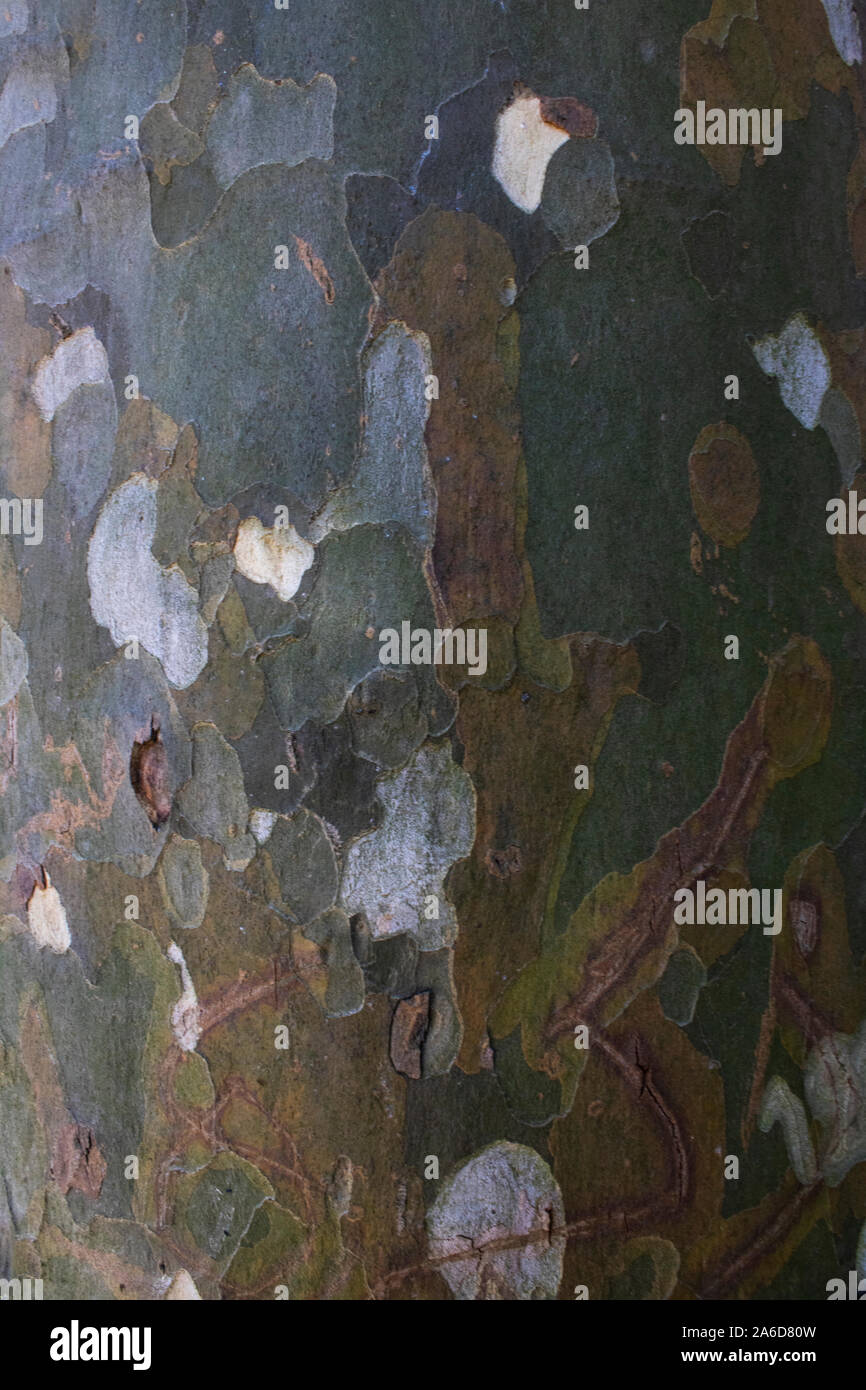 Close-up of the bark of the sycamore tree trunk Stock Photo - Alamy