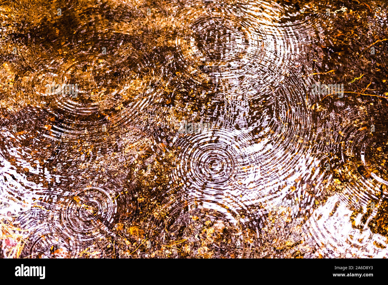 Raindrops falling on a puddle in a forest Stock Photo - Alamy
