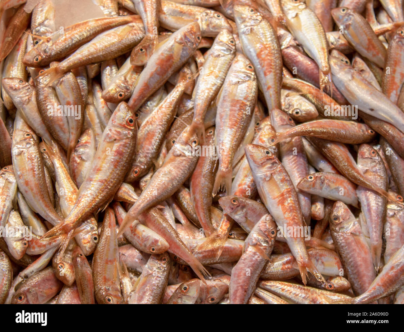 Kidney bean fish close-up. Fisherman photographed at the counter Stock ...