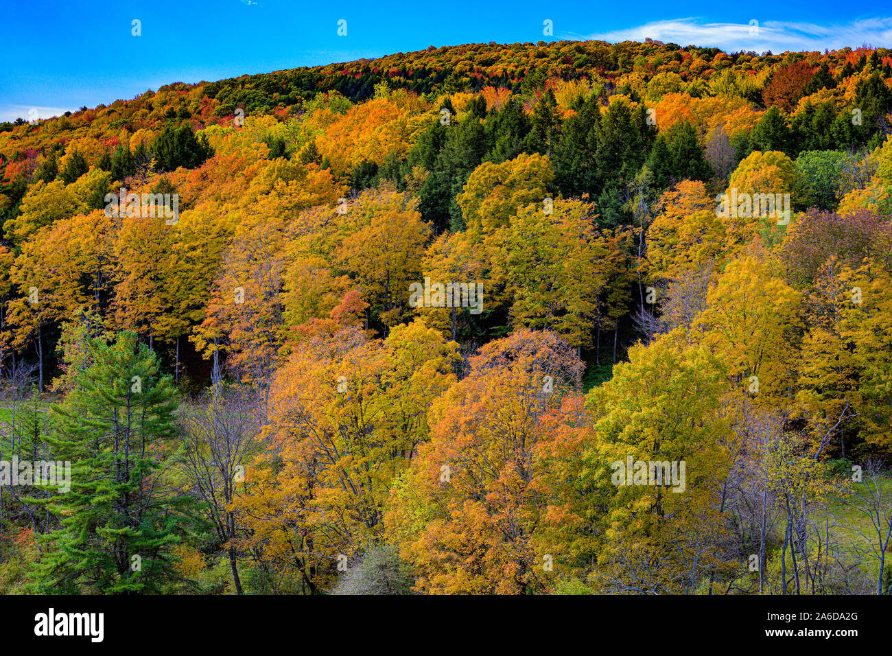 trees turning colors Stock Photo - Alamy