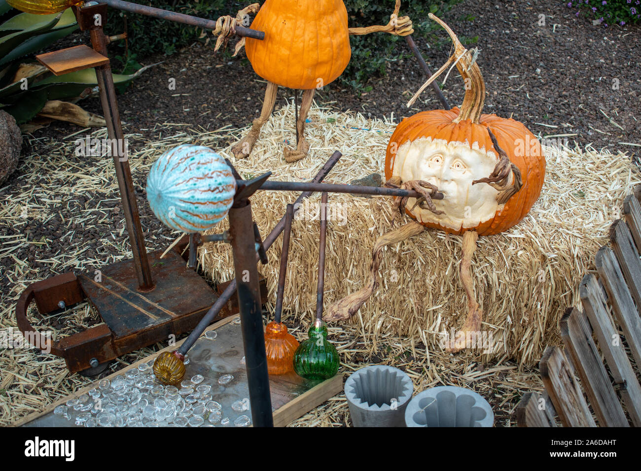 Pumpkin scene hi-res stock photography and images - Alamy