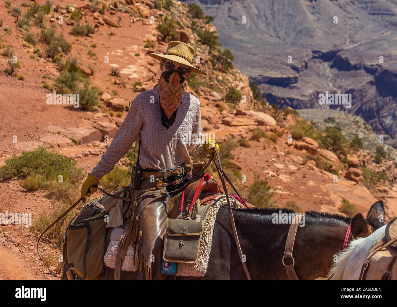 Cowgirl mule train guide on South Kaibab Trail in the Grand Canyon with ...