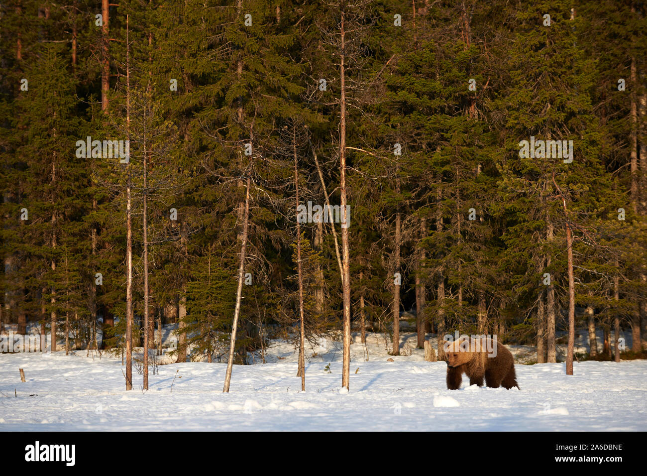 Beautiful brown bear hi-res stock photography and images - Alamy