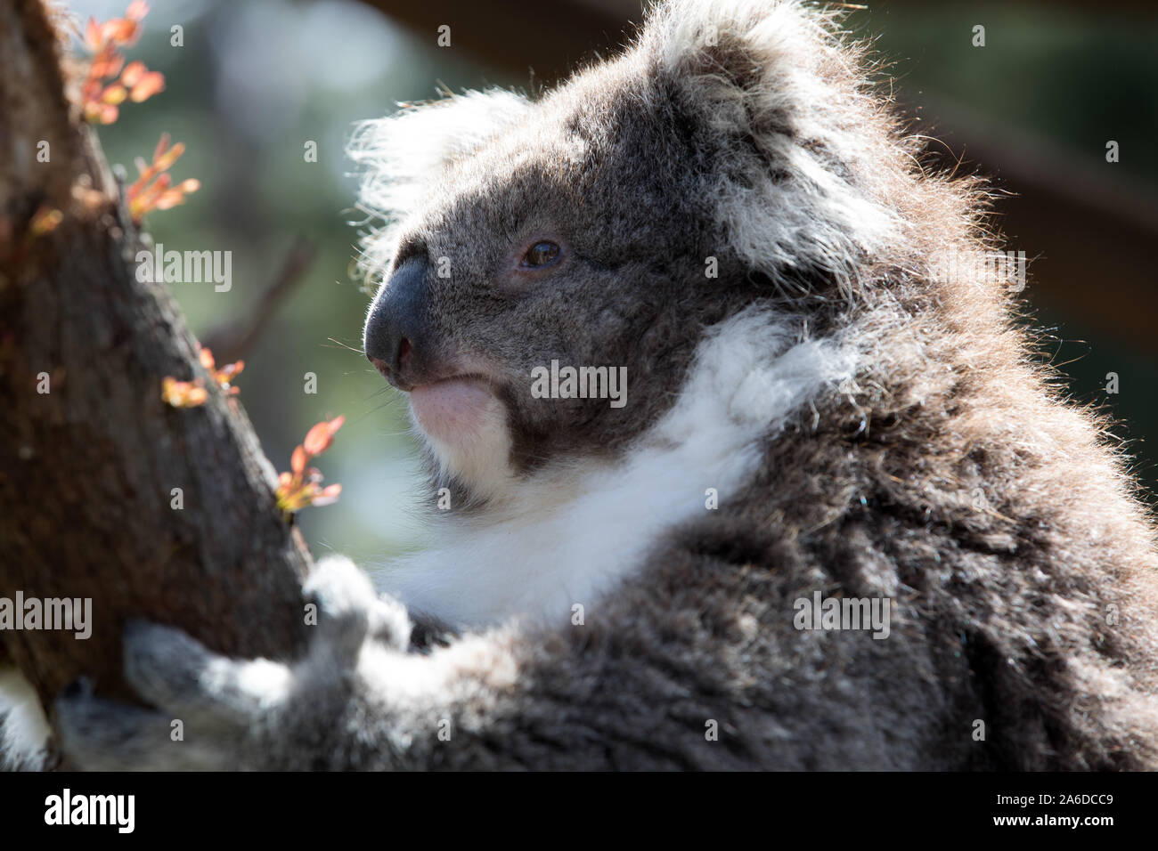 Koala Sleeping Wild Asleep Tree High Resolution Stock Photography and ...