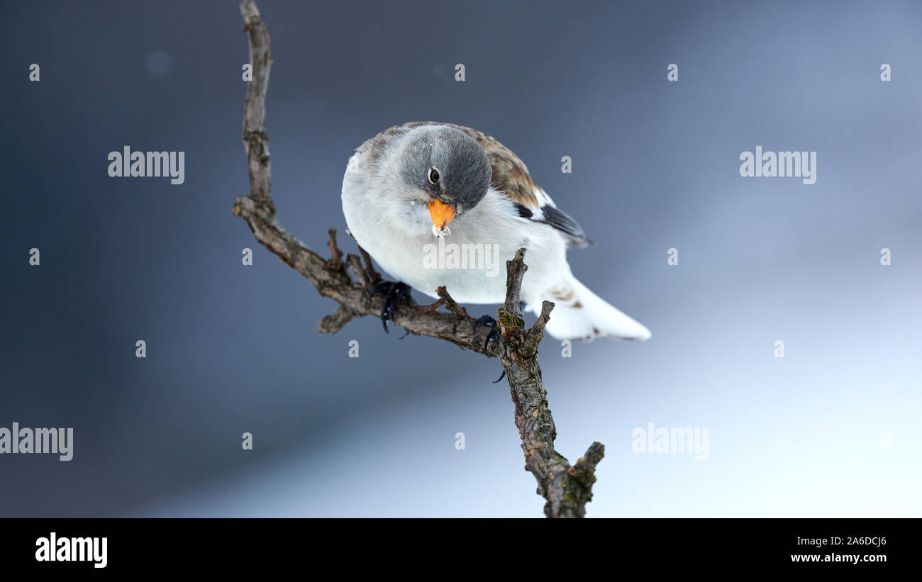 White winged snow finch hi-res stock photography and images - Alamy