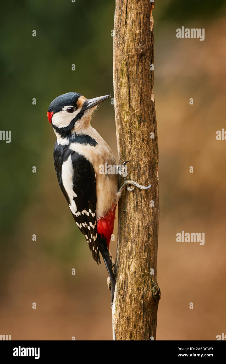 Great spotted Woodpecker perched on a birch branch photographed ...